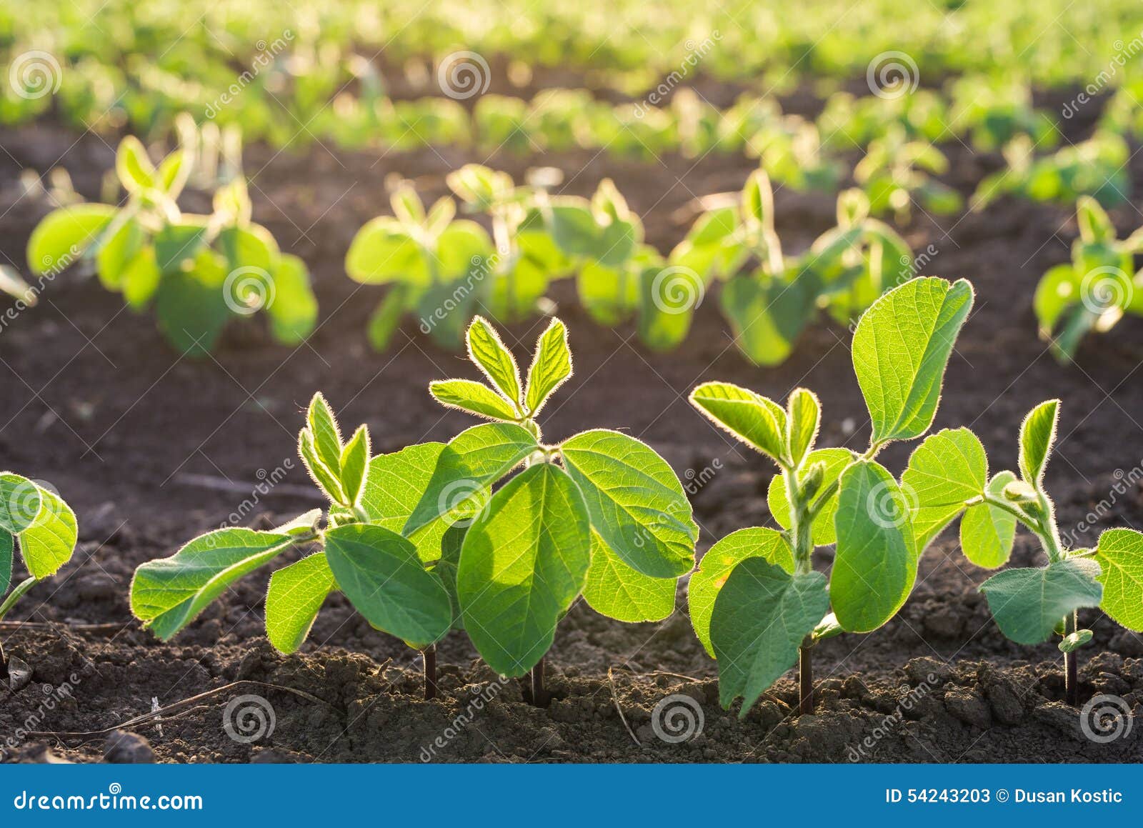 Soybean Field stock image. Image of healthy, fragility - 54243203