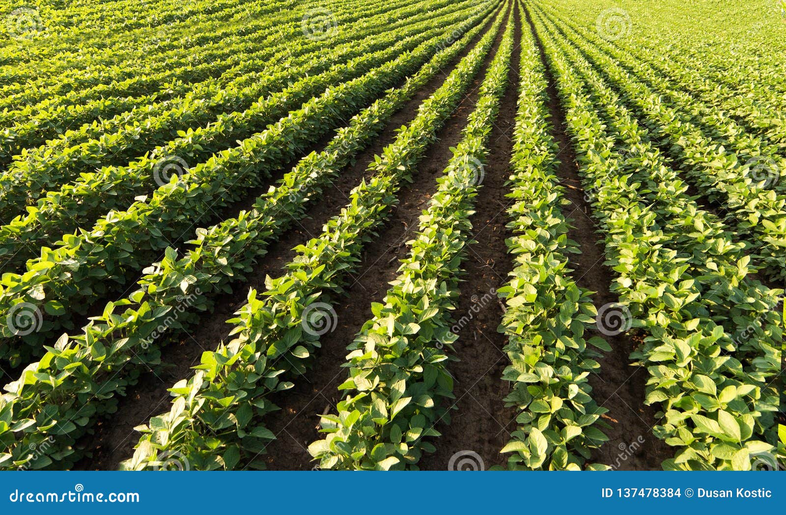 Soybean Field Rows stock photo. Image of agriculture - 137478384