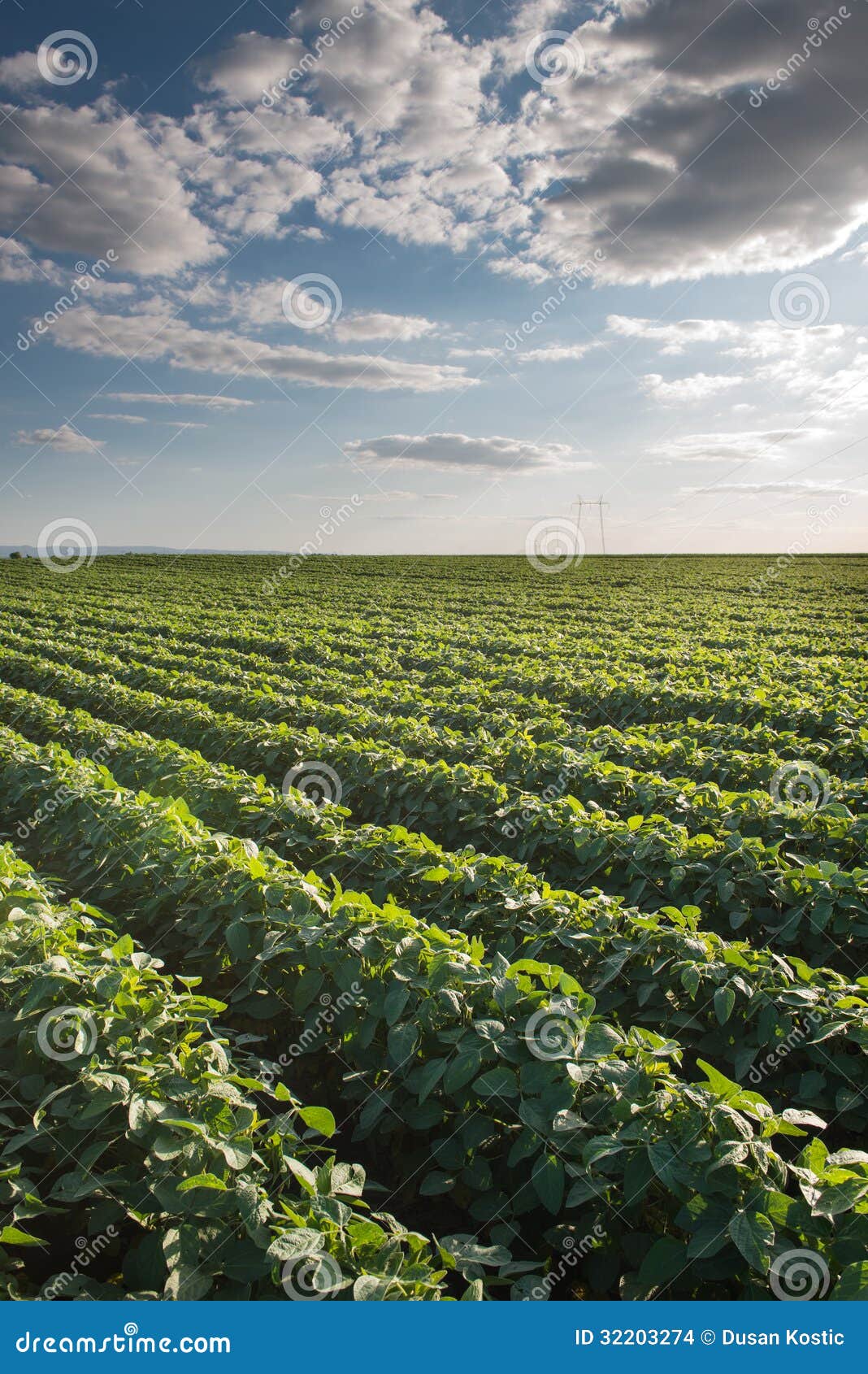 Soybean Field stock photo. Image of cultivated, soybean - 32203274