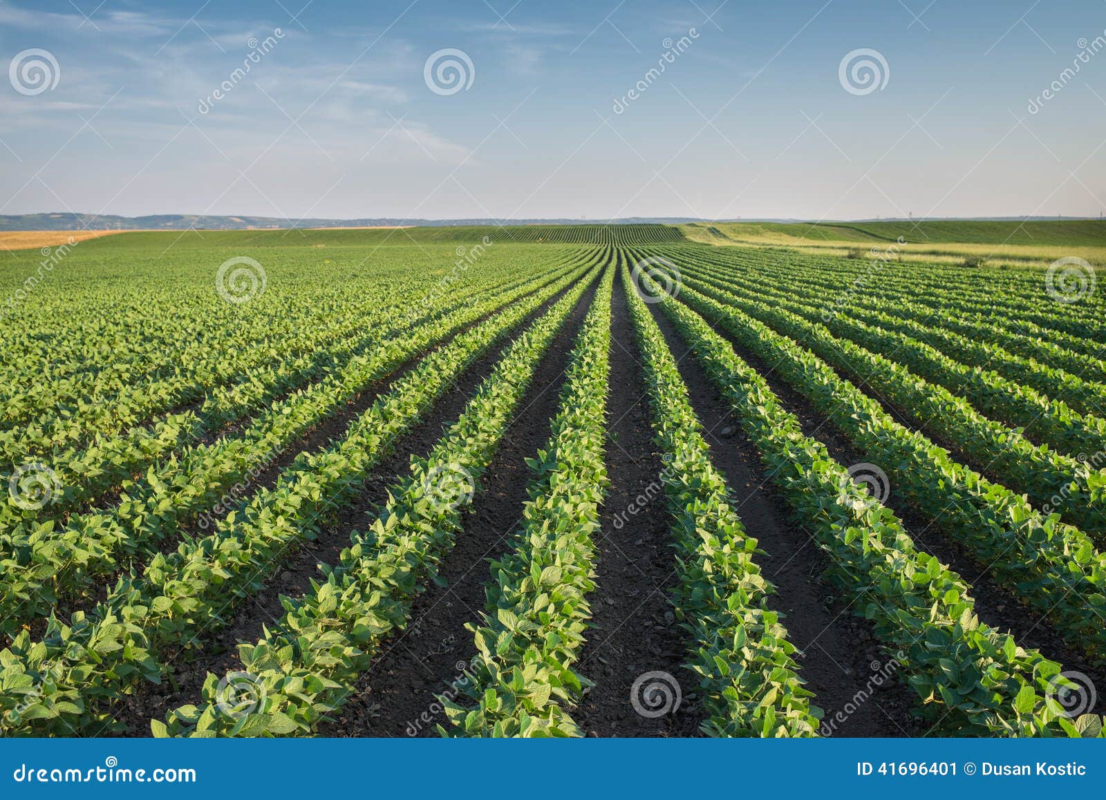Soybean Field stock image. Image of landscape, products - 41696401