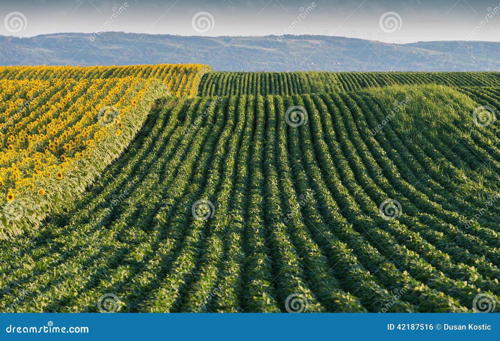 Soybean Field stock photo. Image of plant, wavy, blossom - 42187516