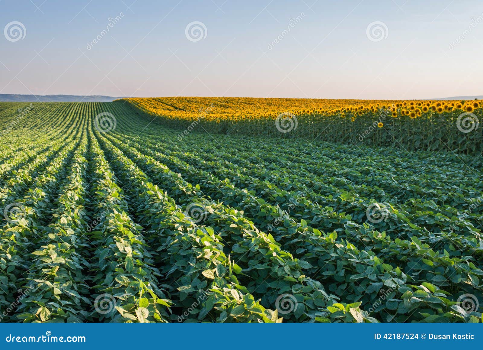 Soybean Field stock photo. Image of crop, rural, nature - 42187524