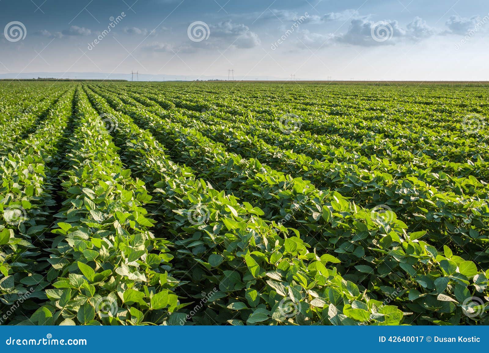 Soybean Field stock image. Image of people, landscaped - 42640017