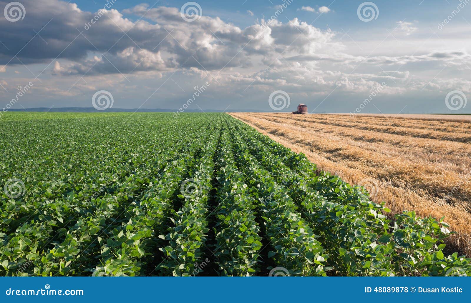 Soybean field stock photo. Image of outdoors, bean, organic - 48089878