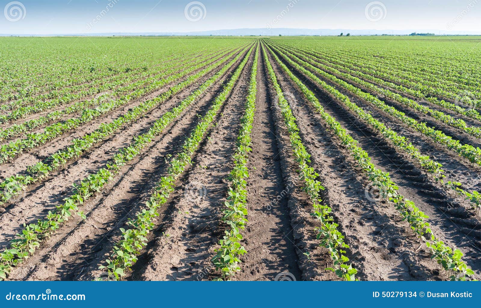 Soybean field rows stock photo. Image of cultivate, natural - 50279134