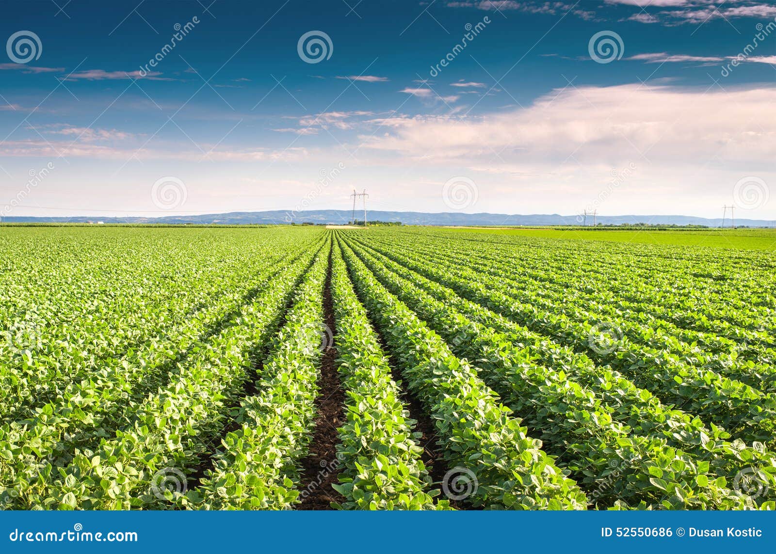 Soybean Field stock photo. Image of cloud, green, monoculture - 52550686