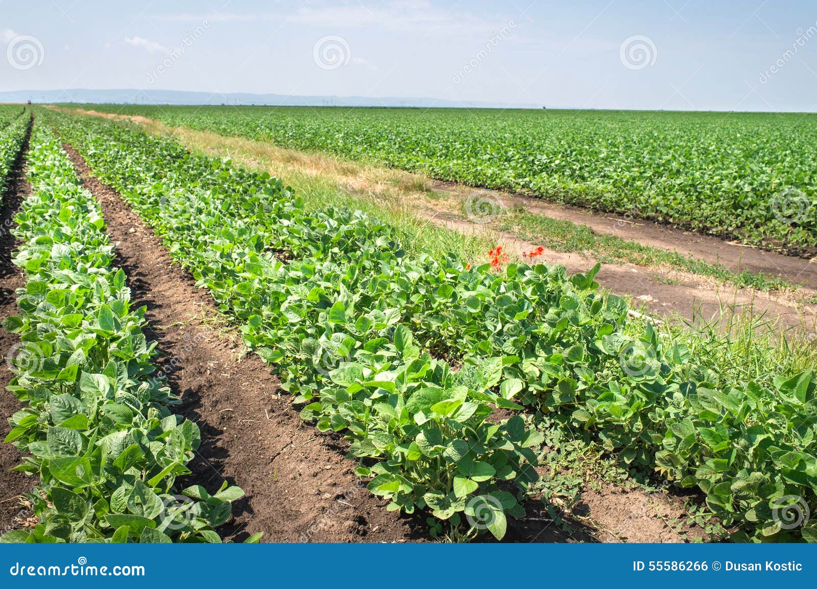 Soybean Field stock photo. Image of products, outdoors - 55586266