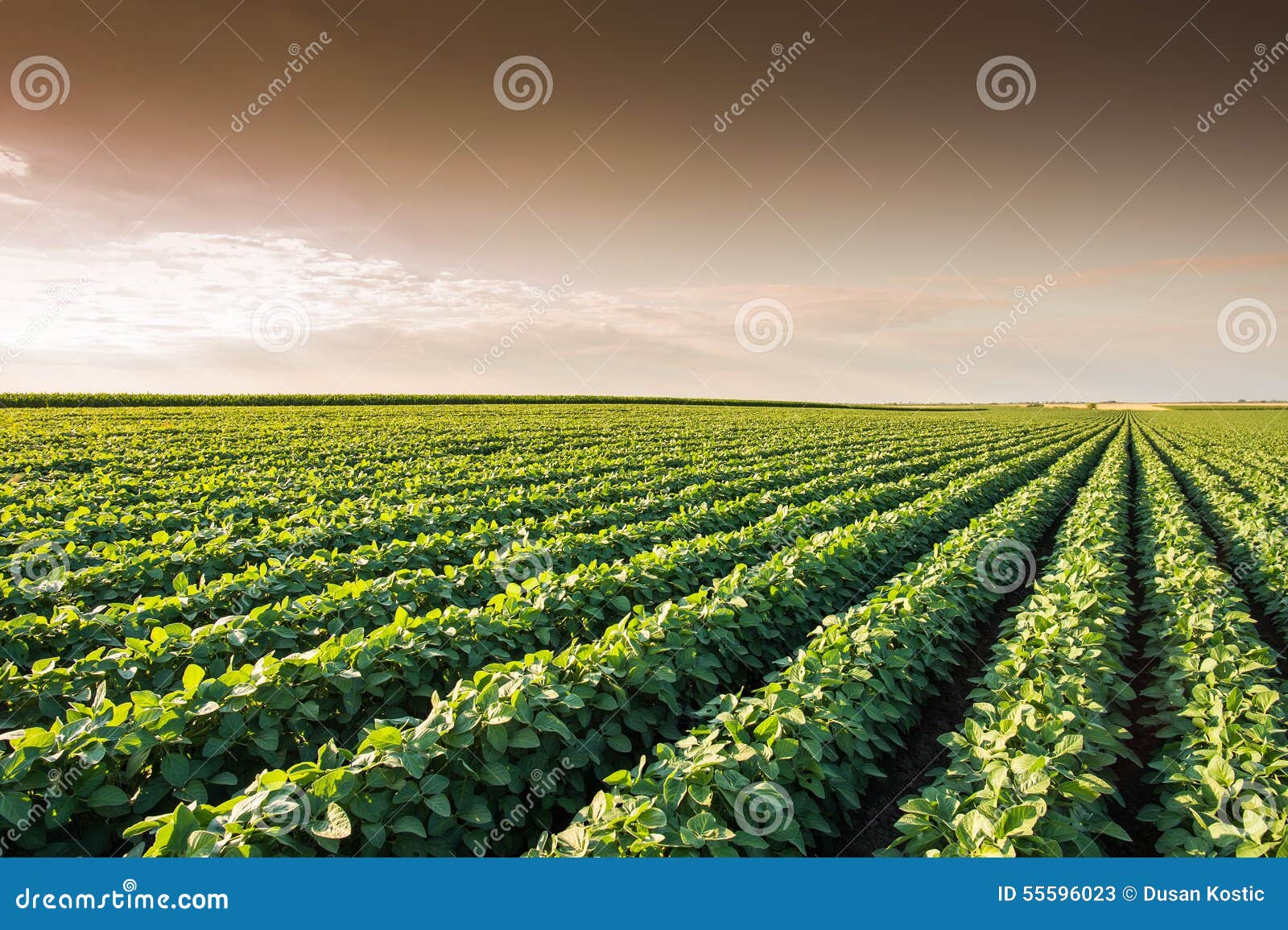 Soybean Field stock image. Image of food, drink, field - 55596023