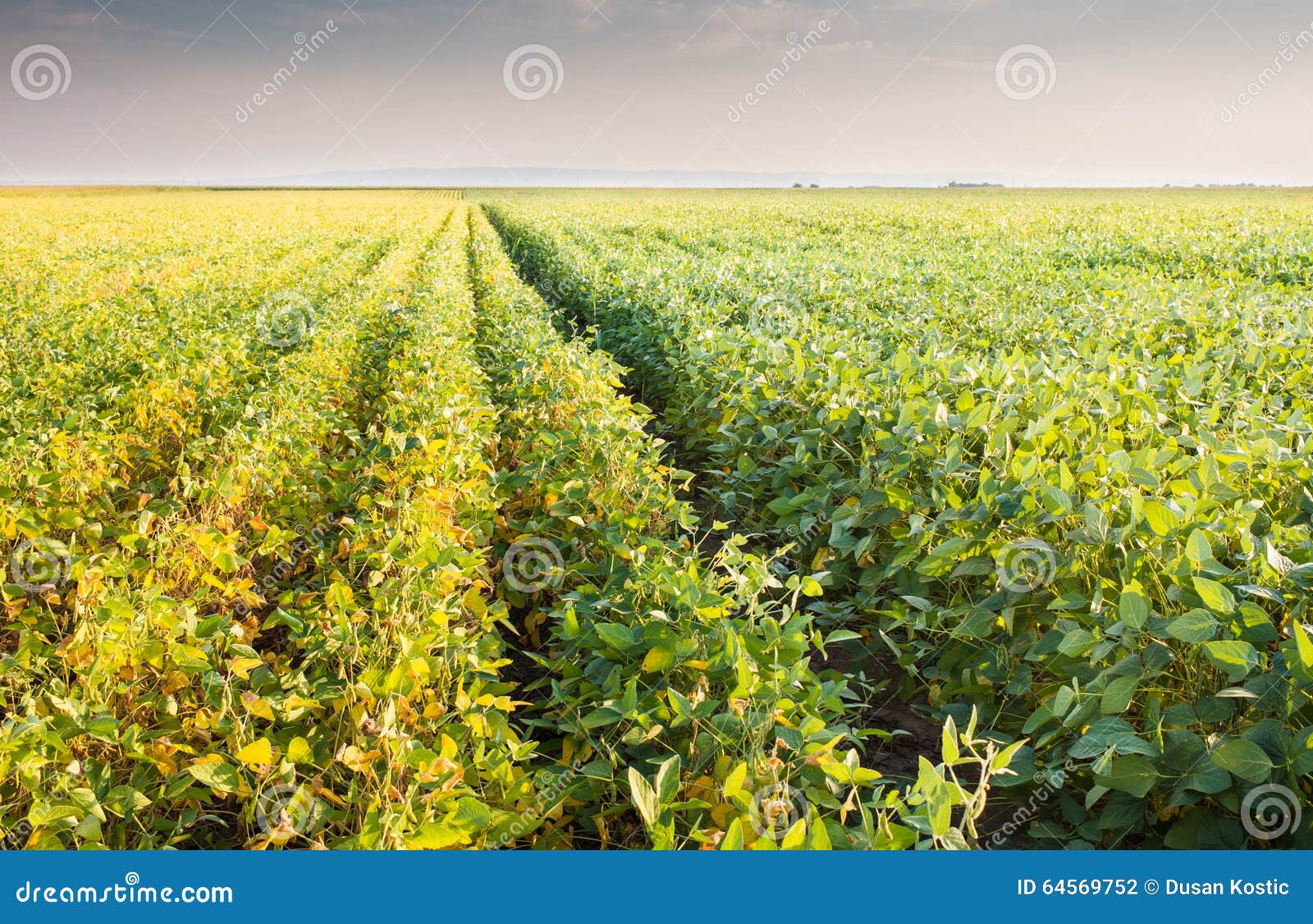 Soybean Field Rows stock photo. Image of dirt, people - 64569752
