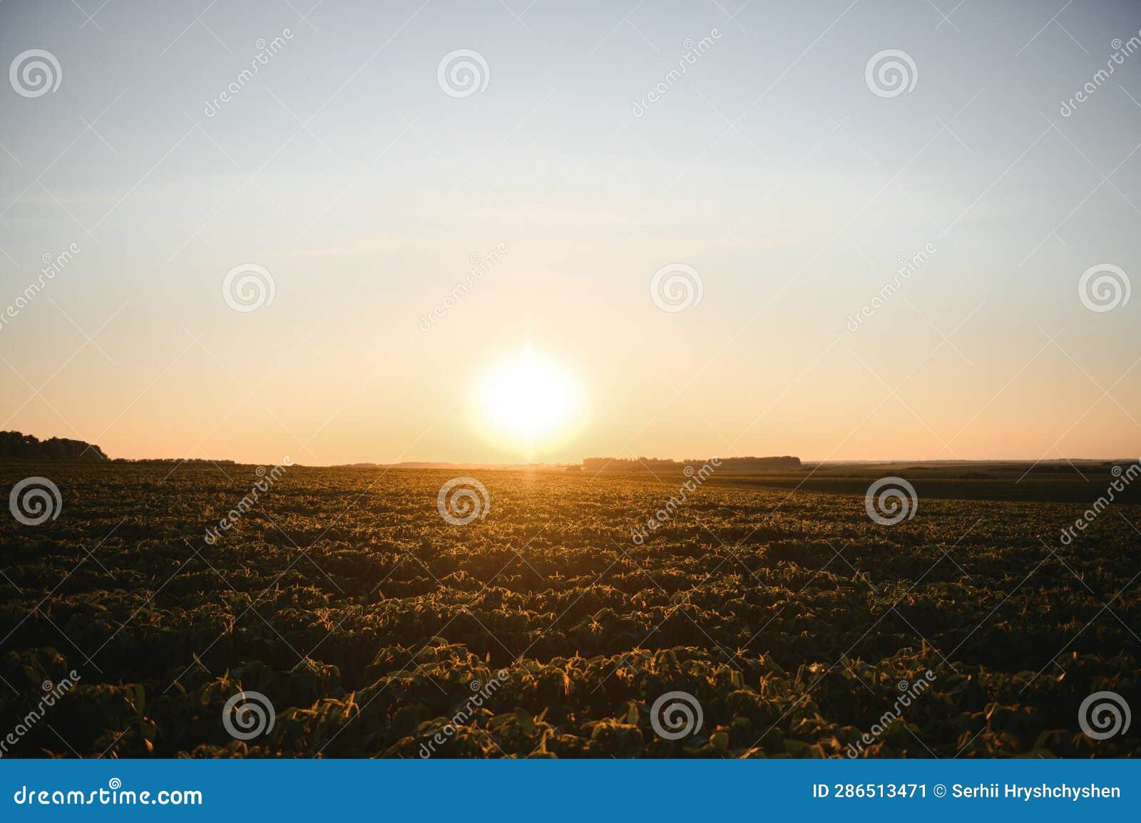 Soybean Field Rows in Sunset Stock Image - Image of monoculture, sunset ...