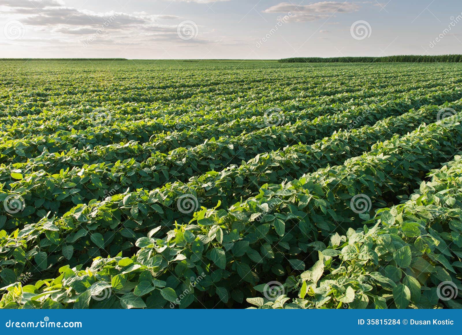 Soybean Field stock photo. Image of cloud, vegetarian - 35815284