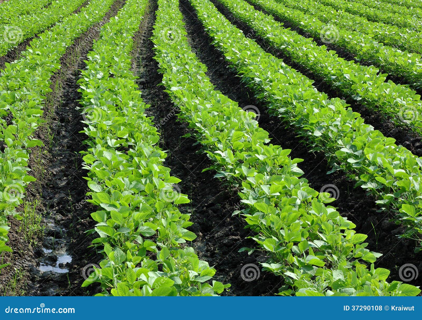 Soybean field stock photo. Image of wavy, curve, nature - 37290108