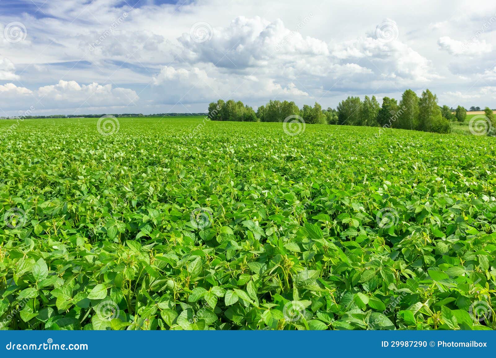 Soybean field stock photo. Image of bush, cultivate, horizon - 29987290