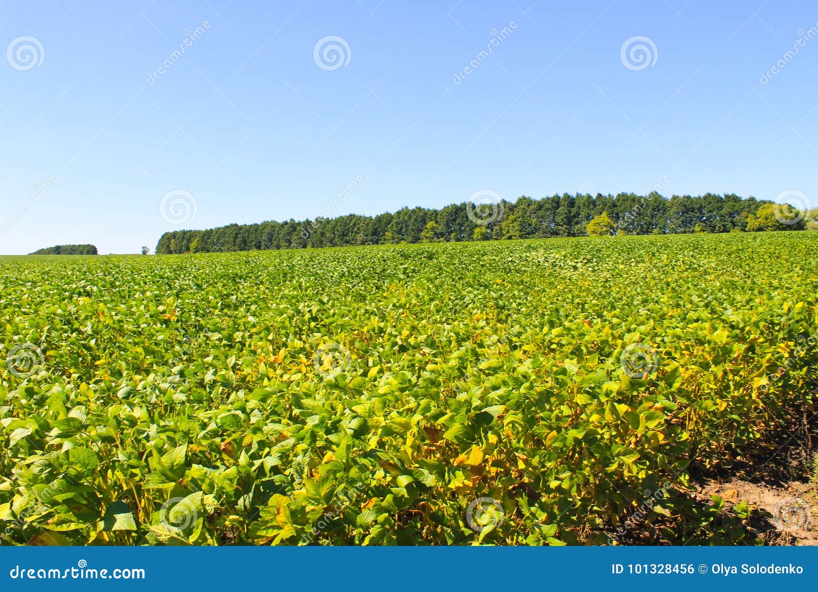 Soybean field stock photo. Image of countryside, green - 101328456