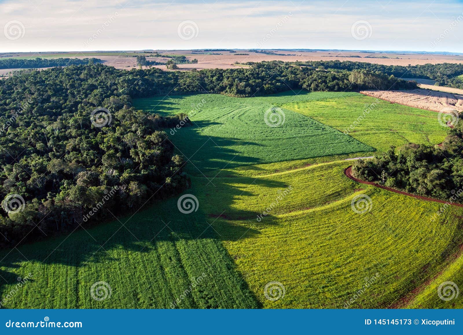 Soybean Fields on Atlantic Rainforest Stock Image - Image of farmland ...