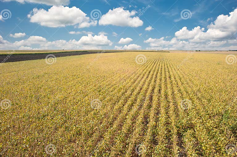 Soybean Fields before Harvest Stock Image - Image of cultivated, summer ...