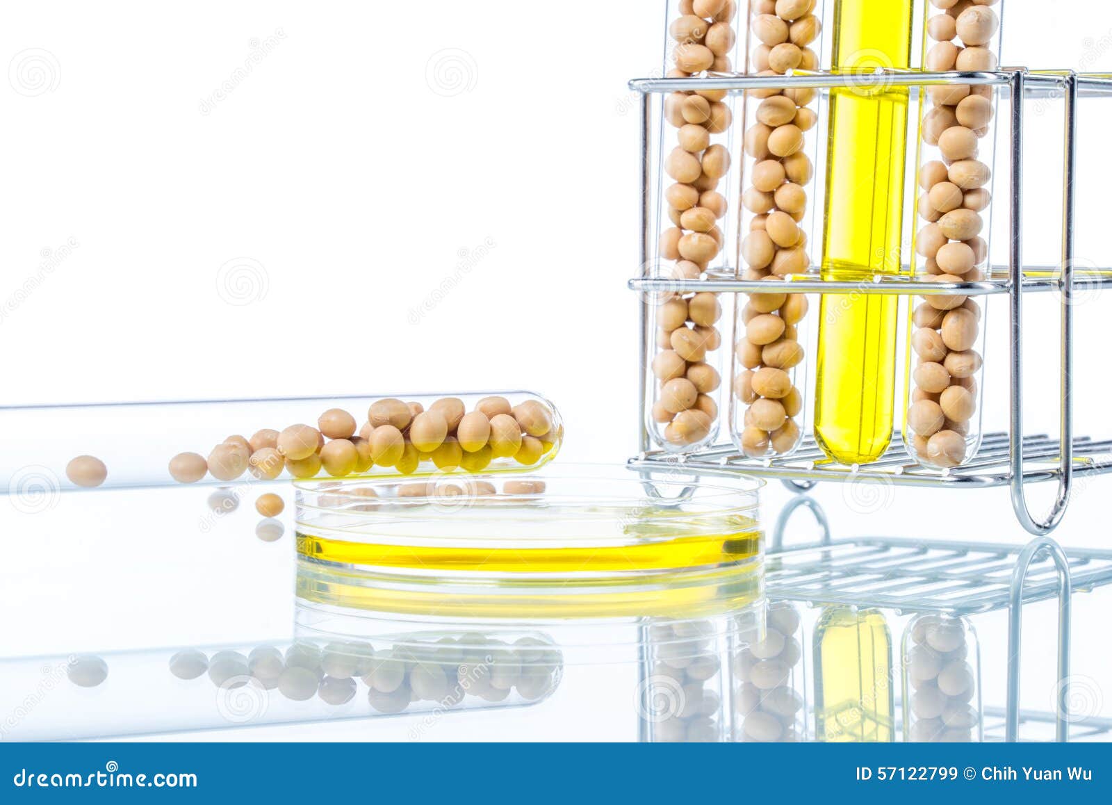 Soybean Genetically Modified, Plant Cell Stock Image - Image of ...