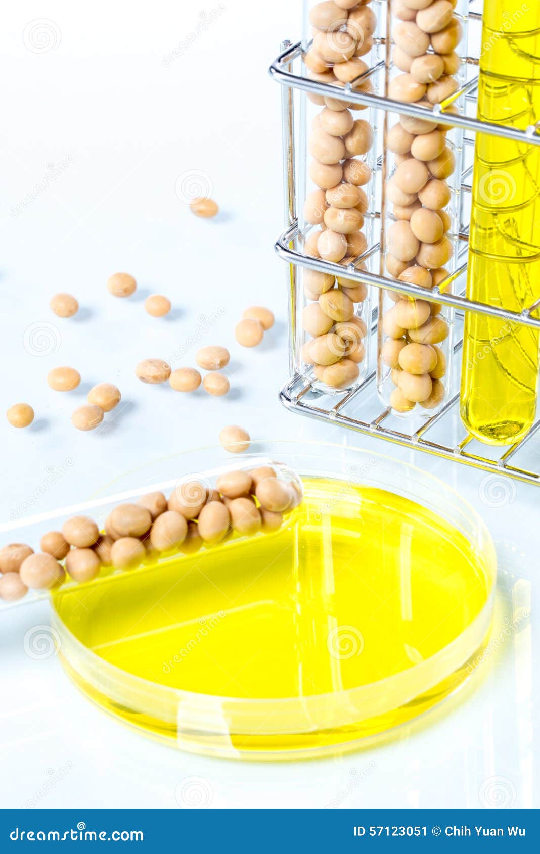Soybean Genetically Modified, Plant Cell Stock Image - Image of food ...