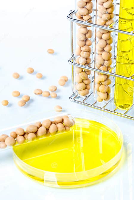 Soybean Genetically Modified, Plant Cell Stock Image - Image of food ...
