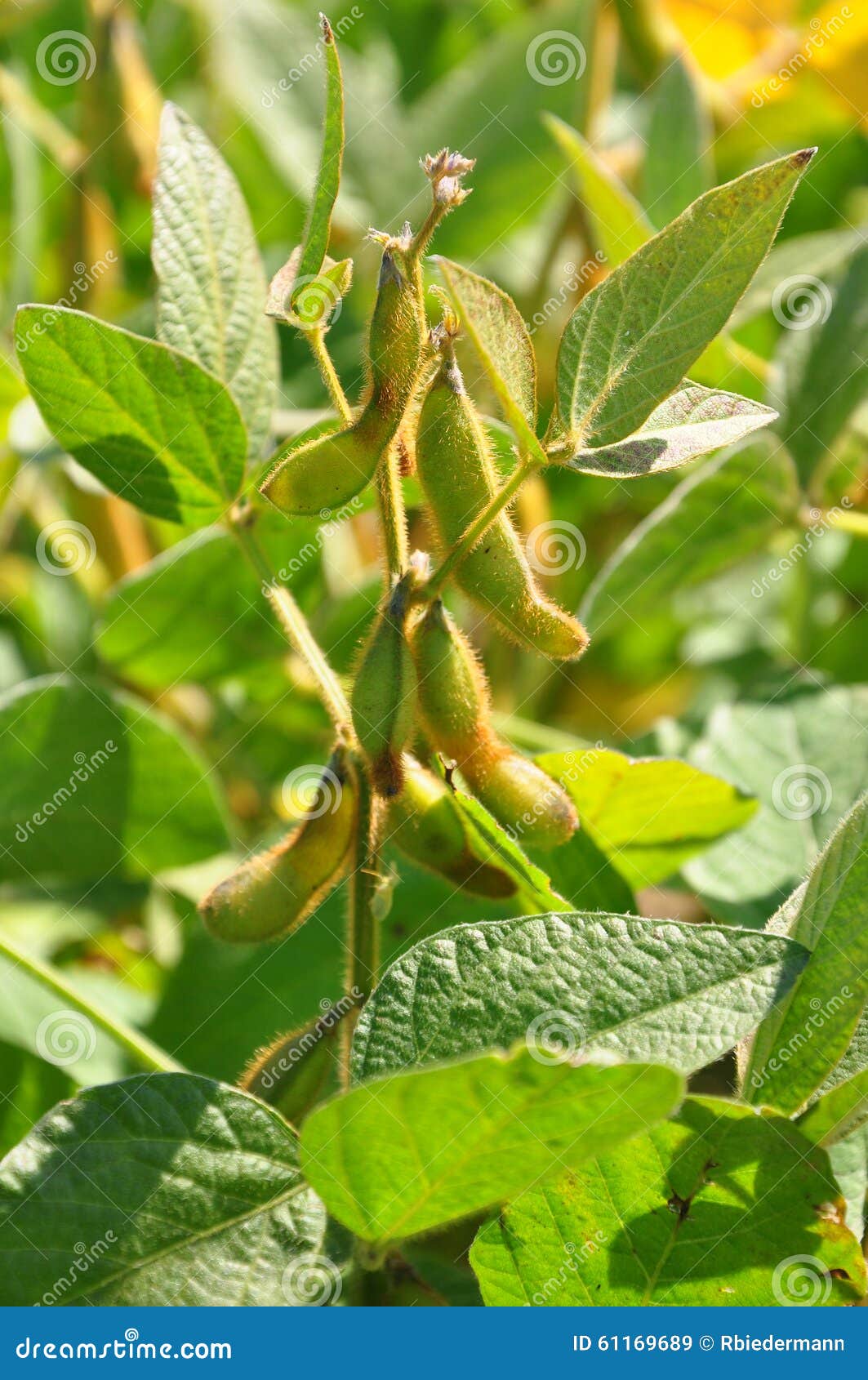 Soybean (Glycine max) stock image. Image of nature, flowers - 61169689