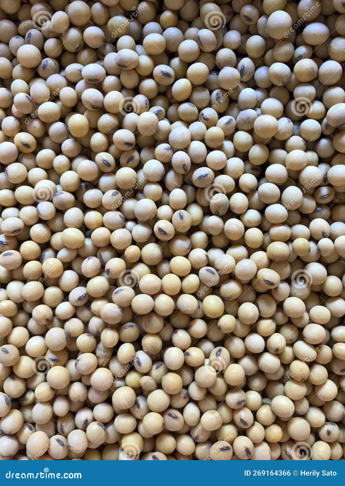 Woderfull Soybean Grain Texture Stock Photo - Image of nature, food ...