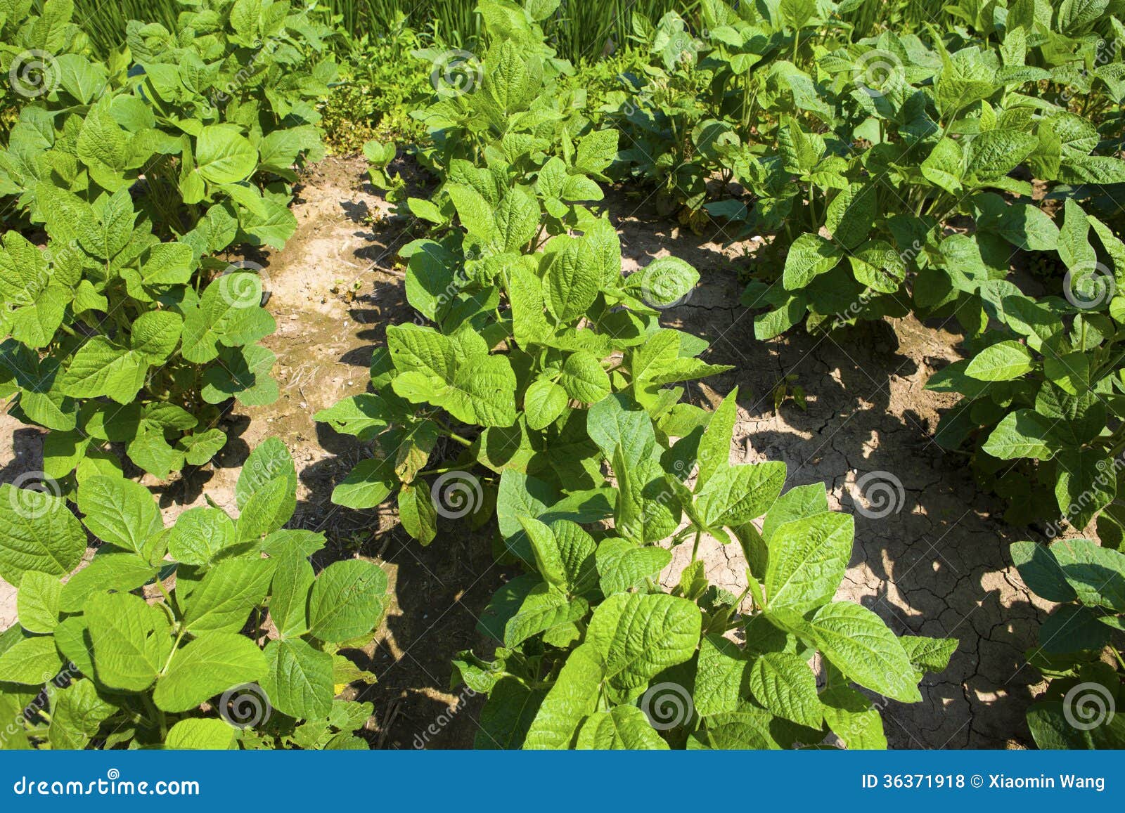 Soybean Growth In A Field Drawing Lines Royalty-Free Stock Image ...