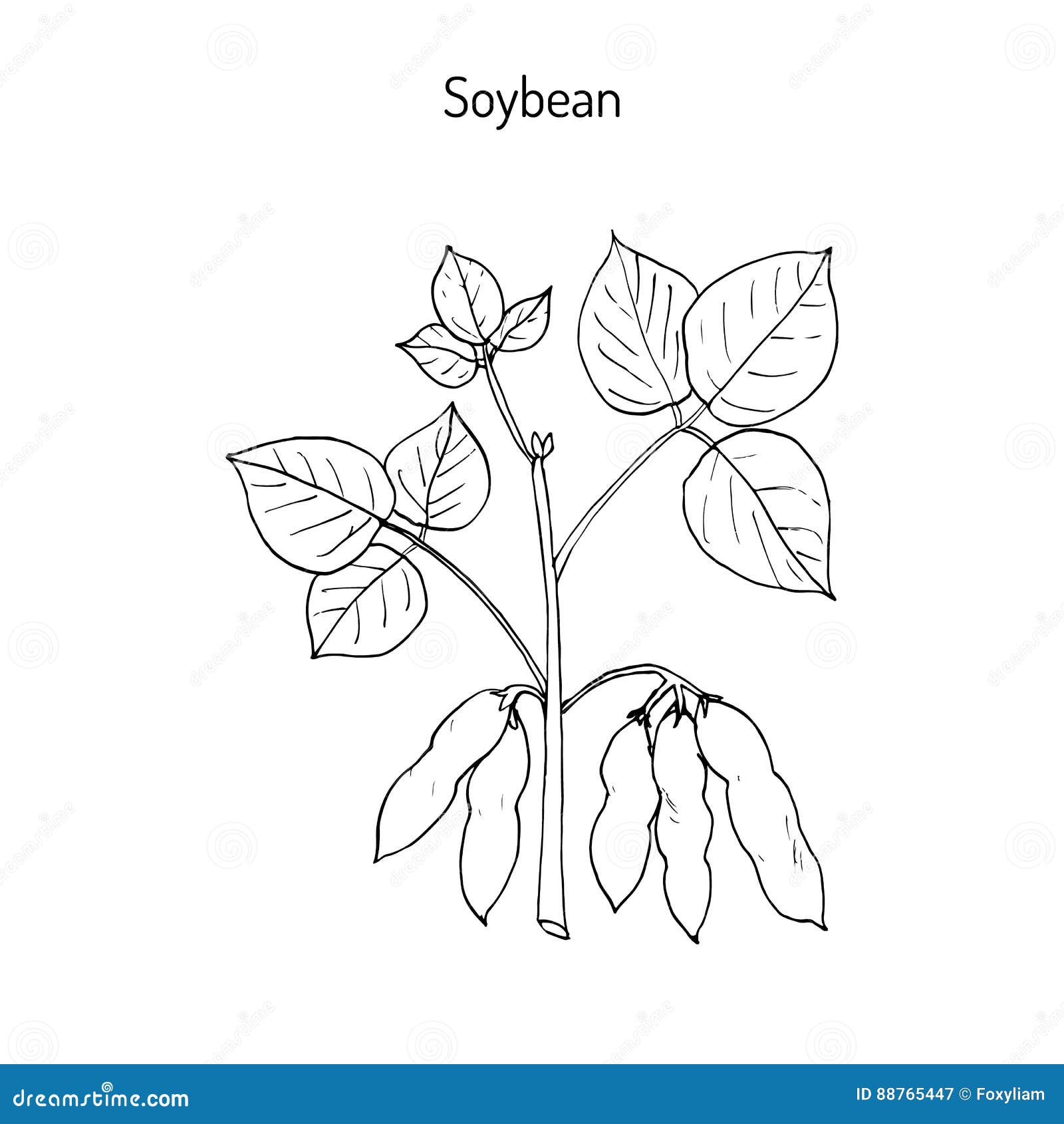 Soybean Hand Drawn Illustration Stock Vector - Illustration of sign ...