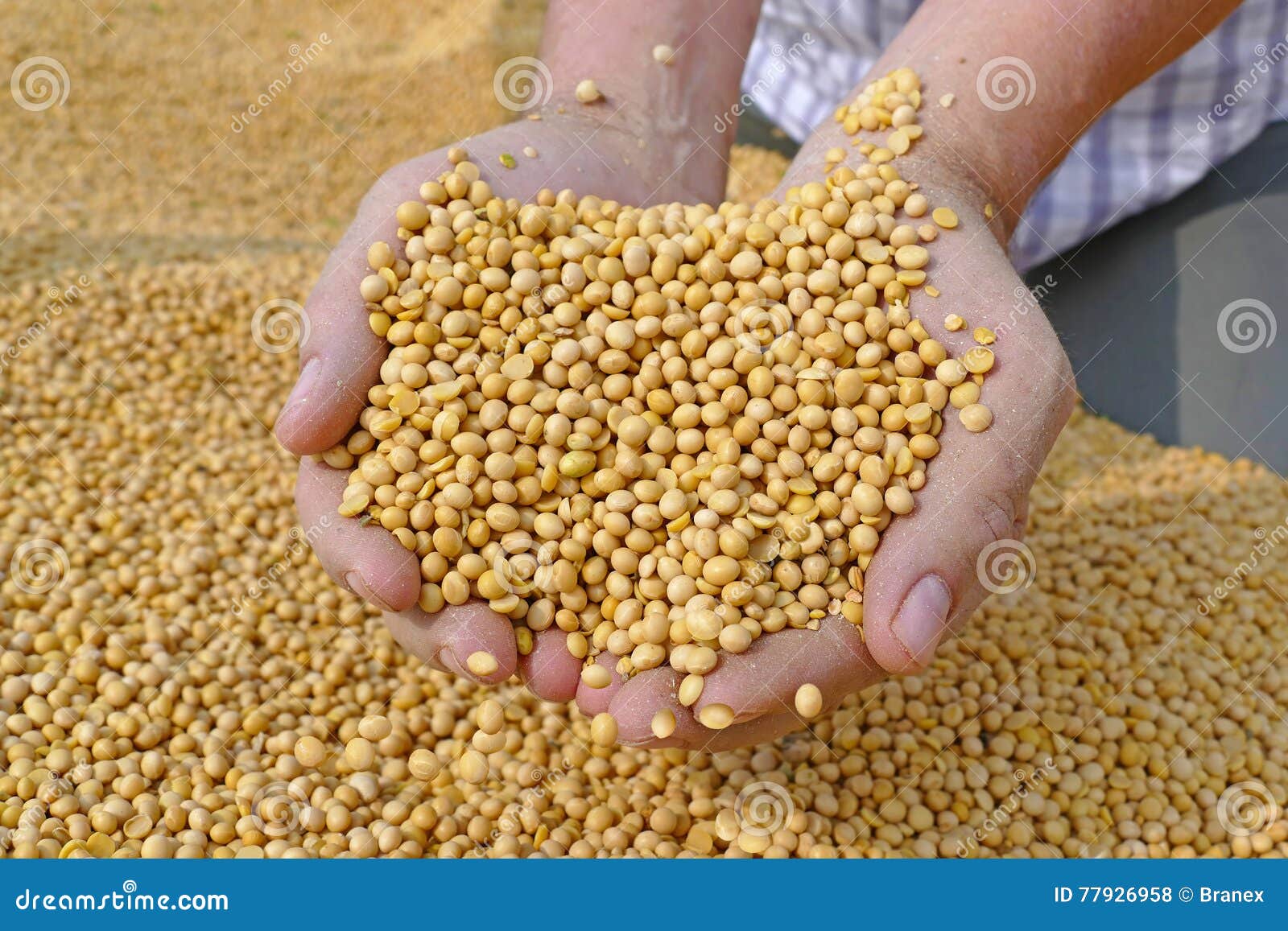 Soybean stock photo. Image of person, oilseed, hand, handful - 77926958