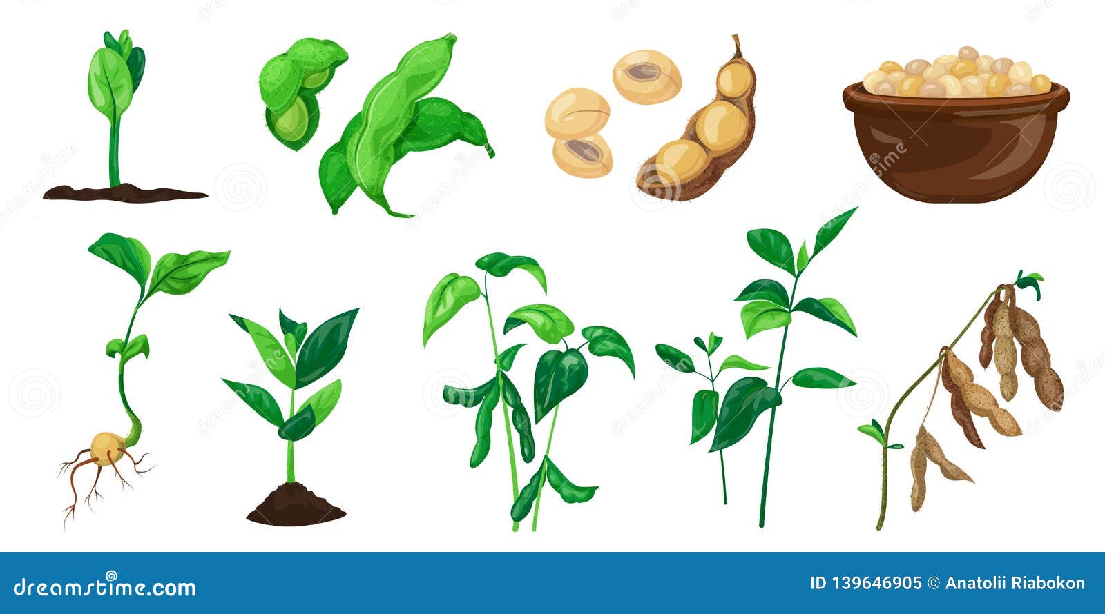 Soybean Icons Set, Cartoon Style Stock Vector - Illustration of grow ...