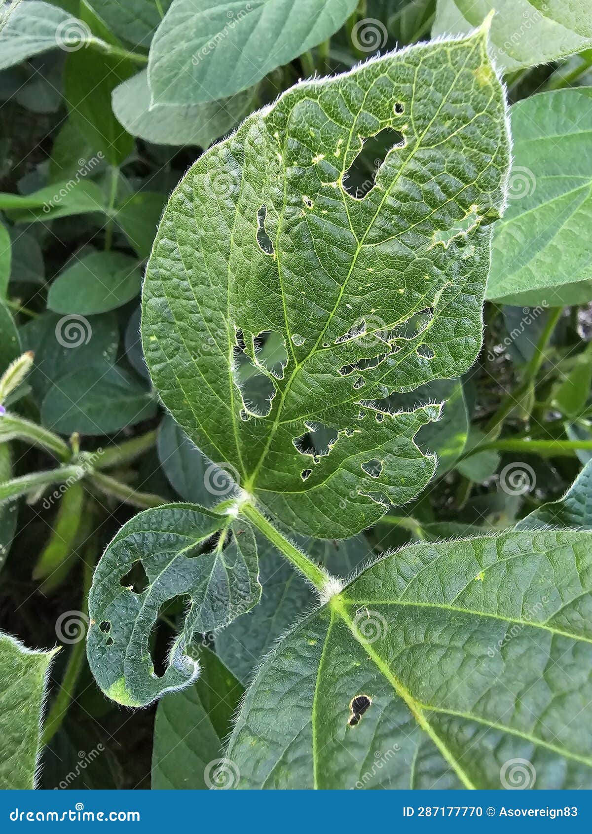 Soybean Leaf Chewed on by Insects. Stock Photo - Image of plant ...