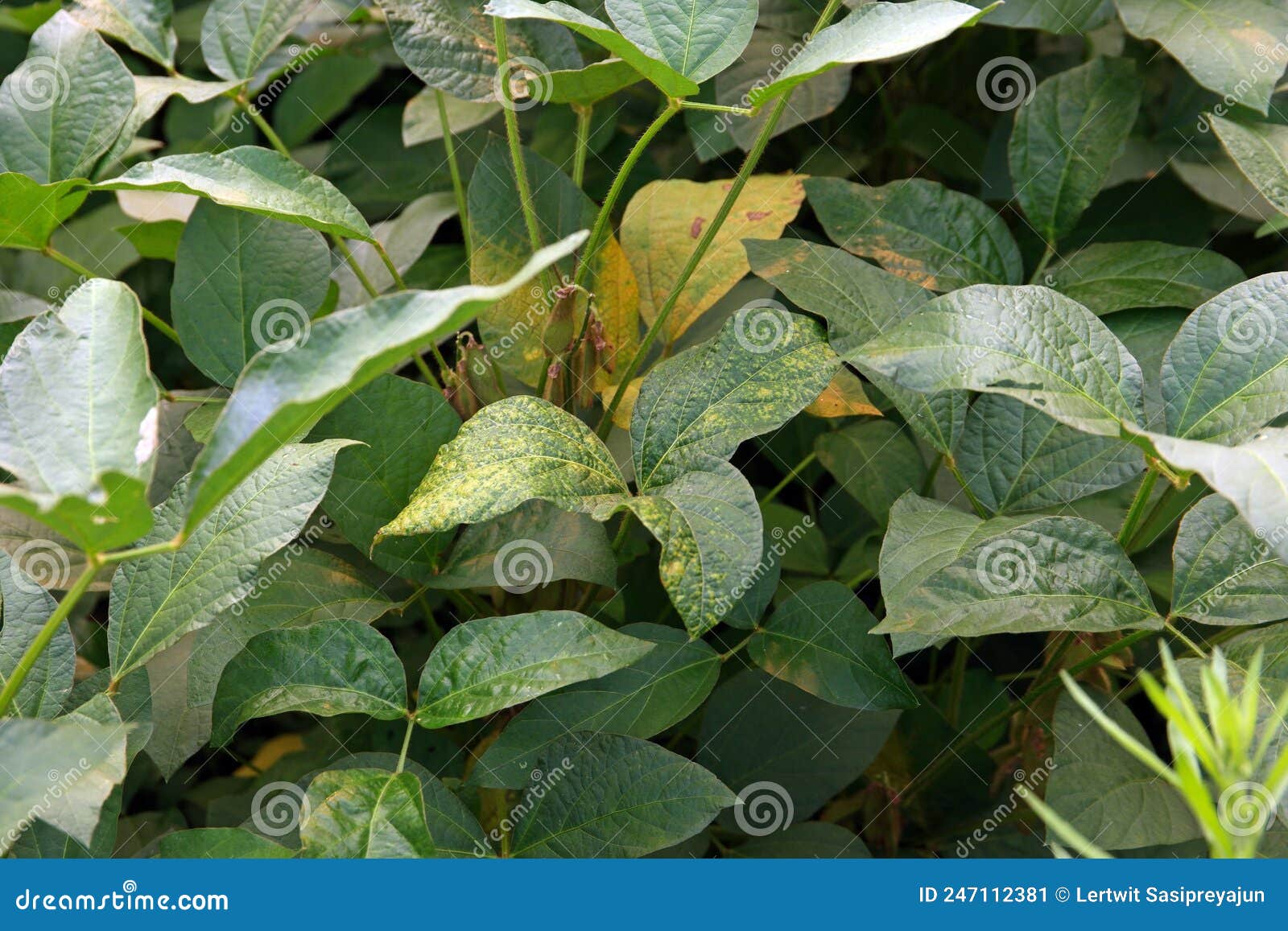 Soybean Leaf Disease Symptom from Pathogen Stock Image - Image of ...