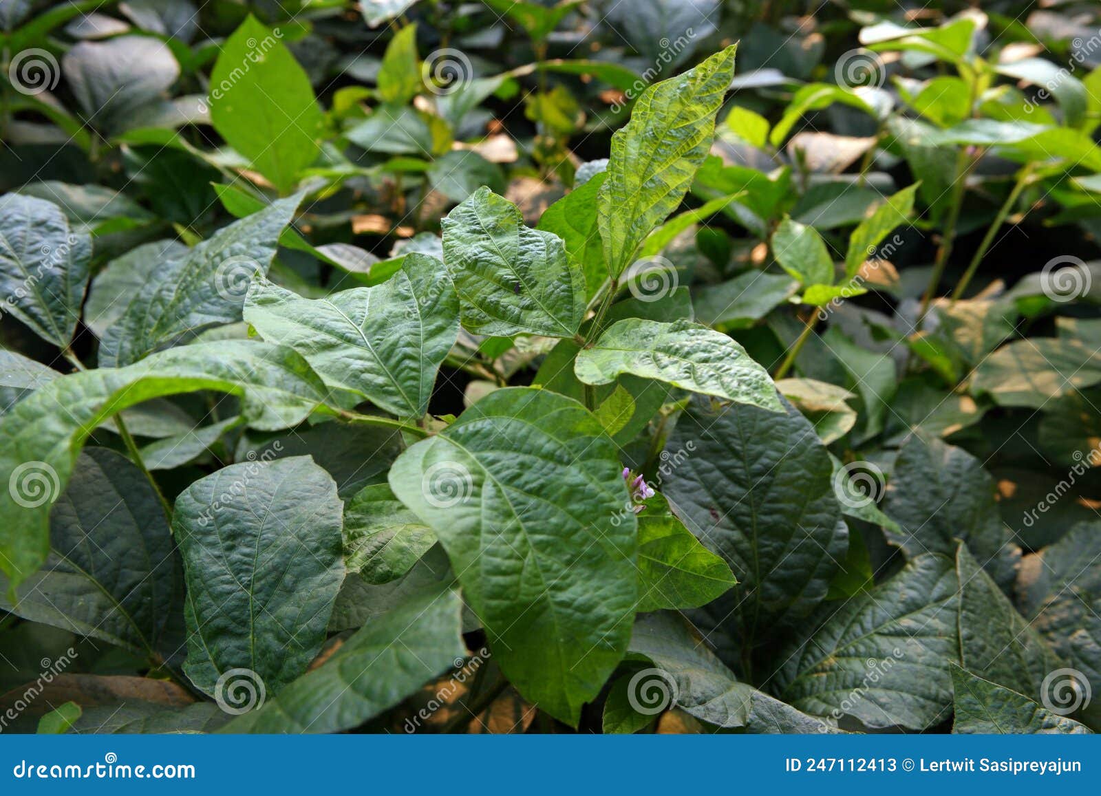 Soybean Leaf Mosaic Disease Symptom Stock Image - Image of leaves ...