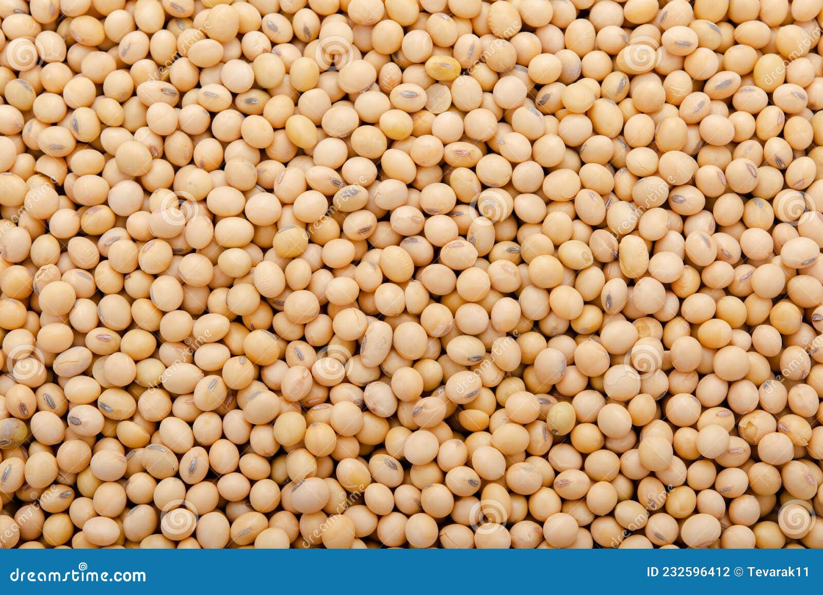 Soybean Pattern As for Background Stock Photo - Image of beans, grain ...