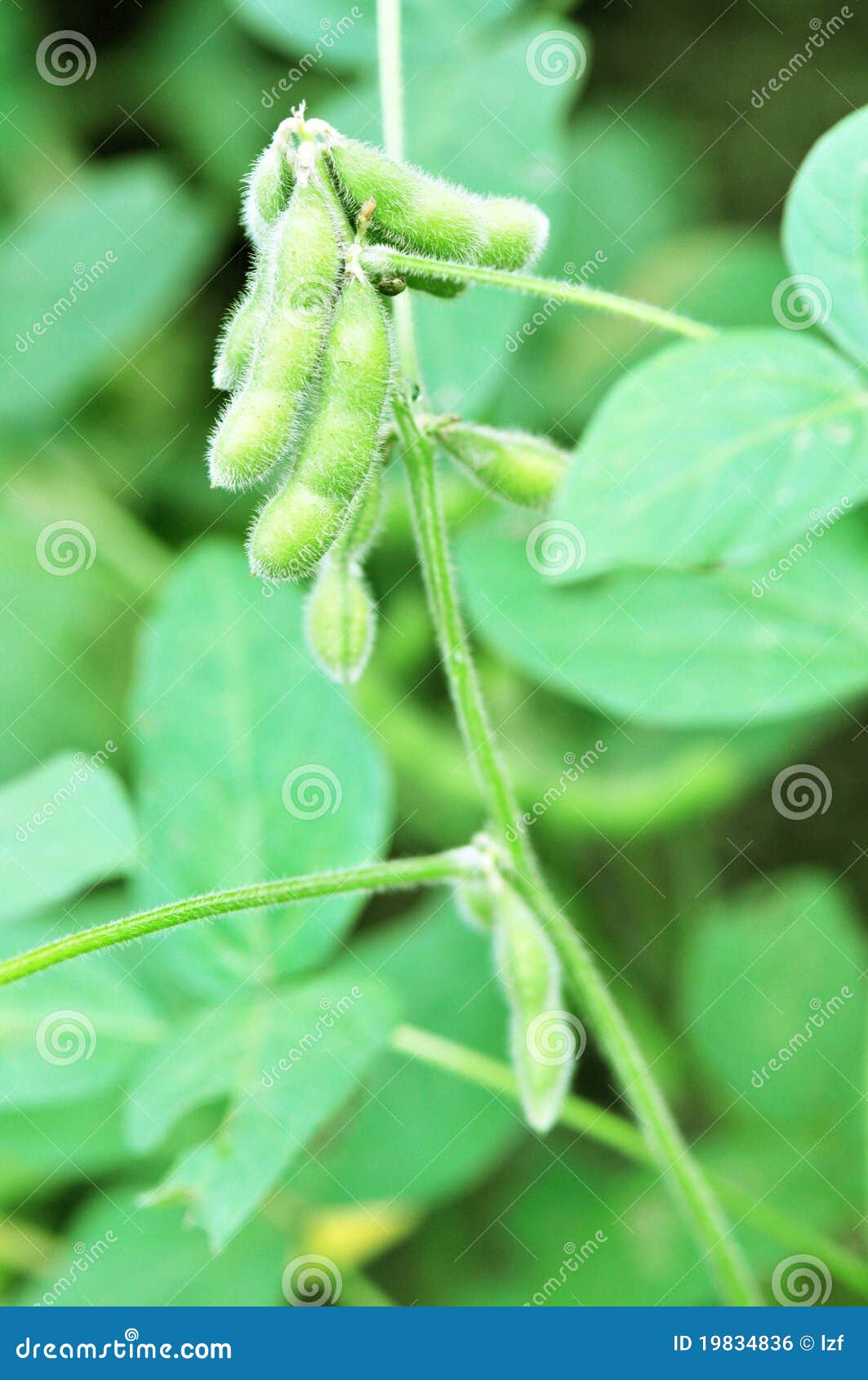 Soybean plant stock photo. Image of growing, farmland - 19834836