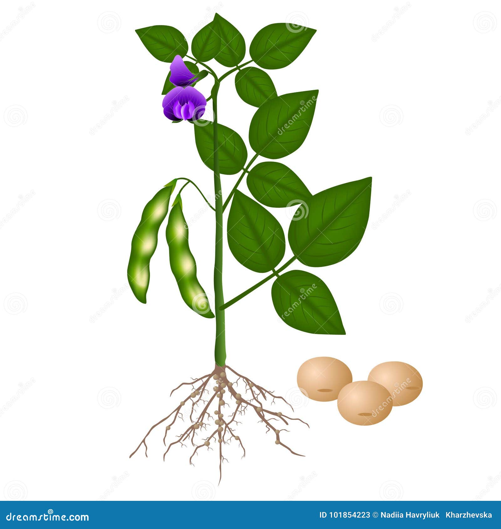 Soybean Plant Growth Stages Infographic Elements Growing Process Of