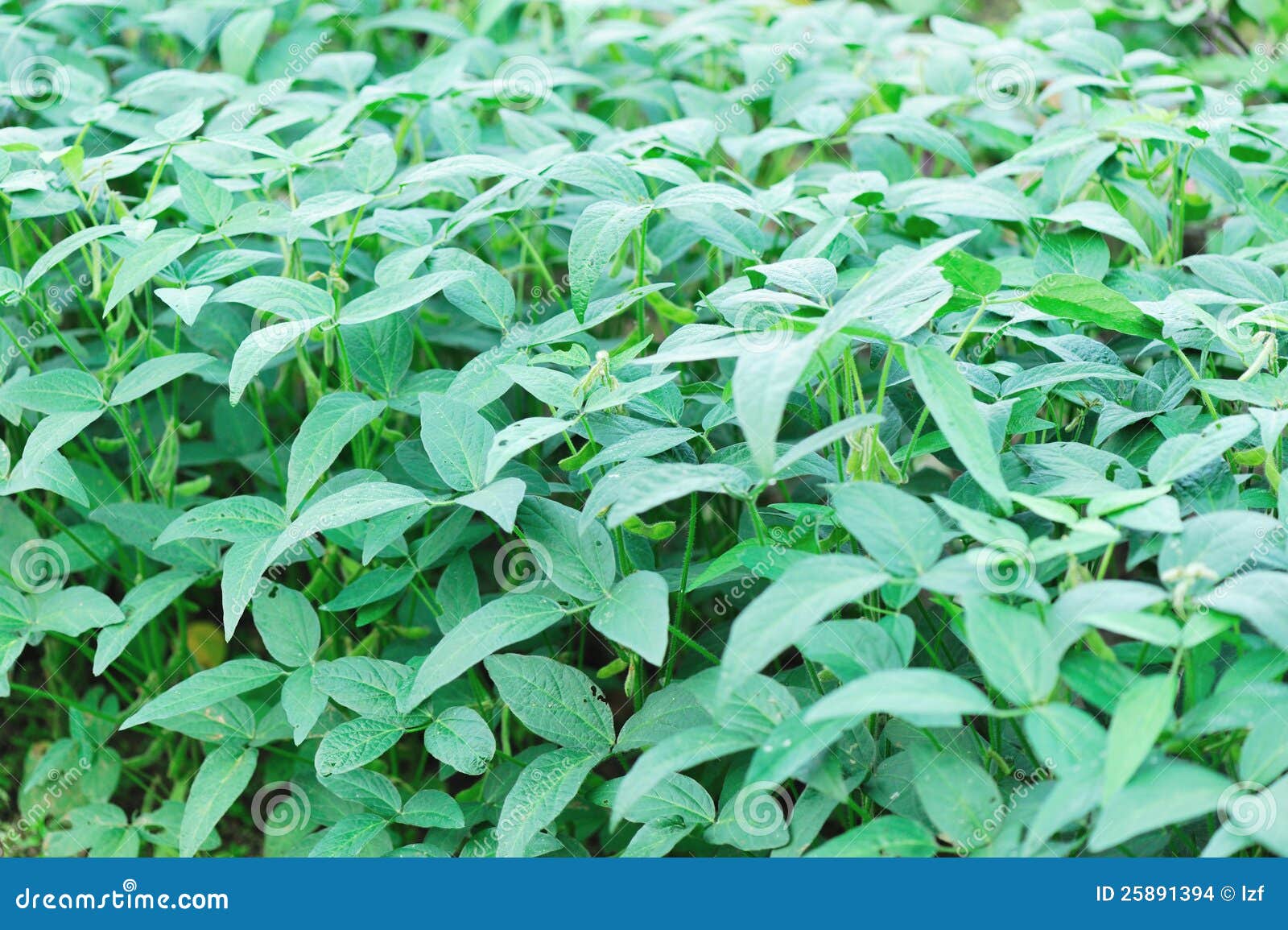 Soybean plants stock photo. Image of farming, green, color - 25891394
