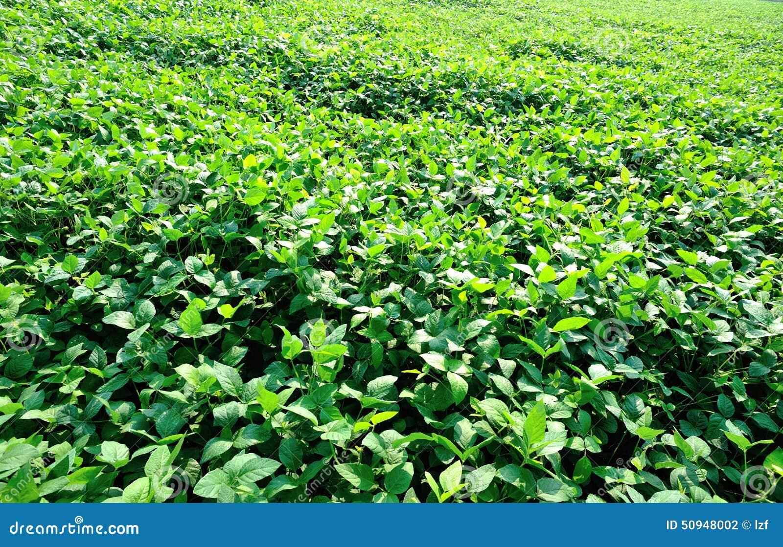 Soybean plants stock photo. Image of color, farms, bean - 50948002