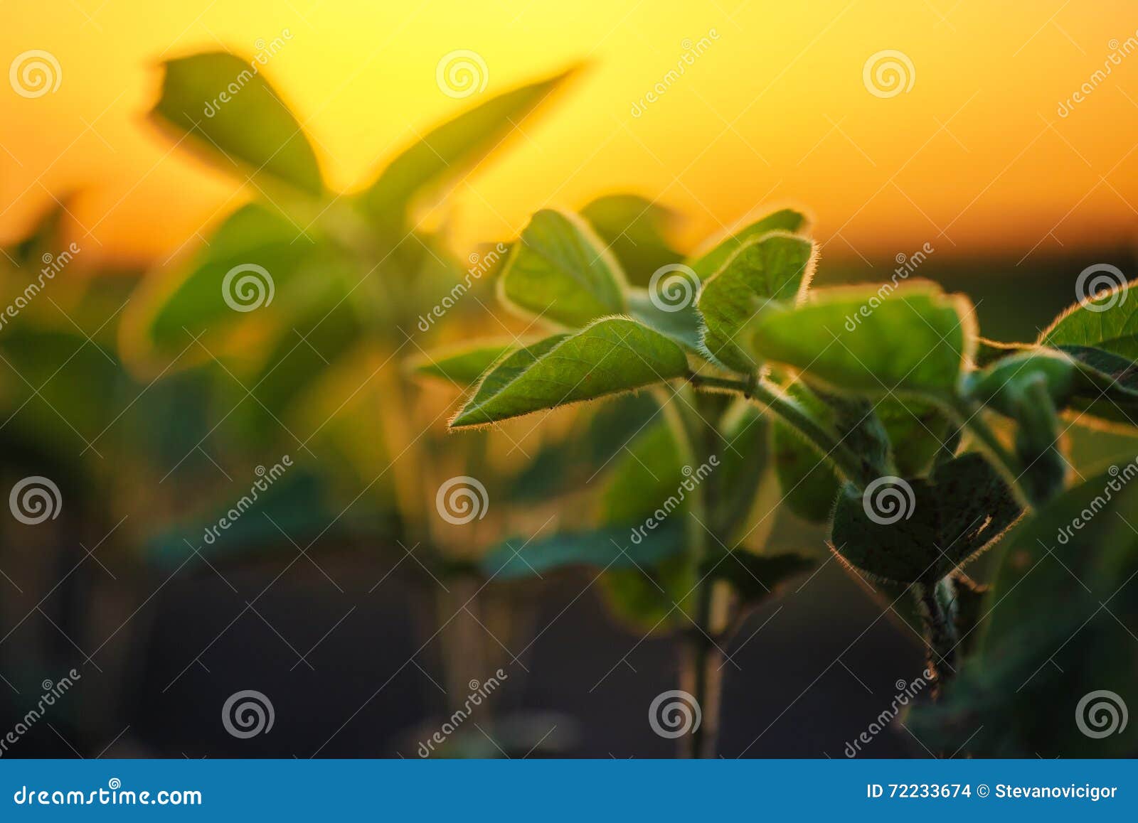 Soybean plants in sunset stock photo. Image of soil, spring - 72233674