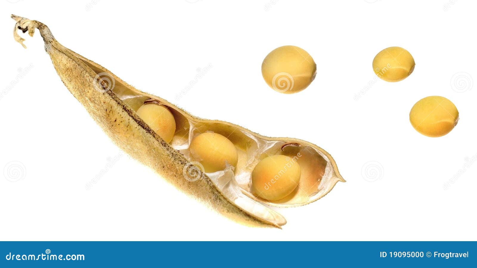 Soybean pod stock photo. Image of bean, soybean, grow - 19095000