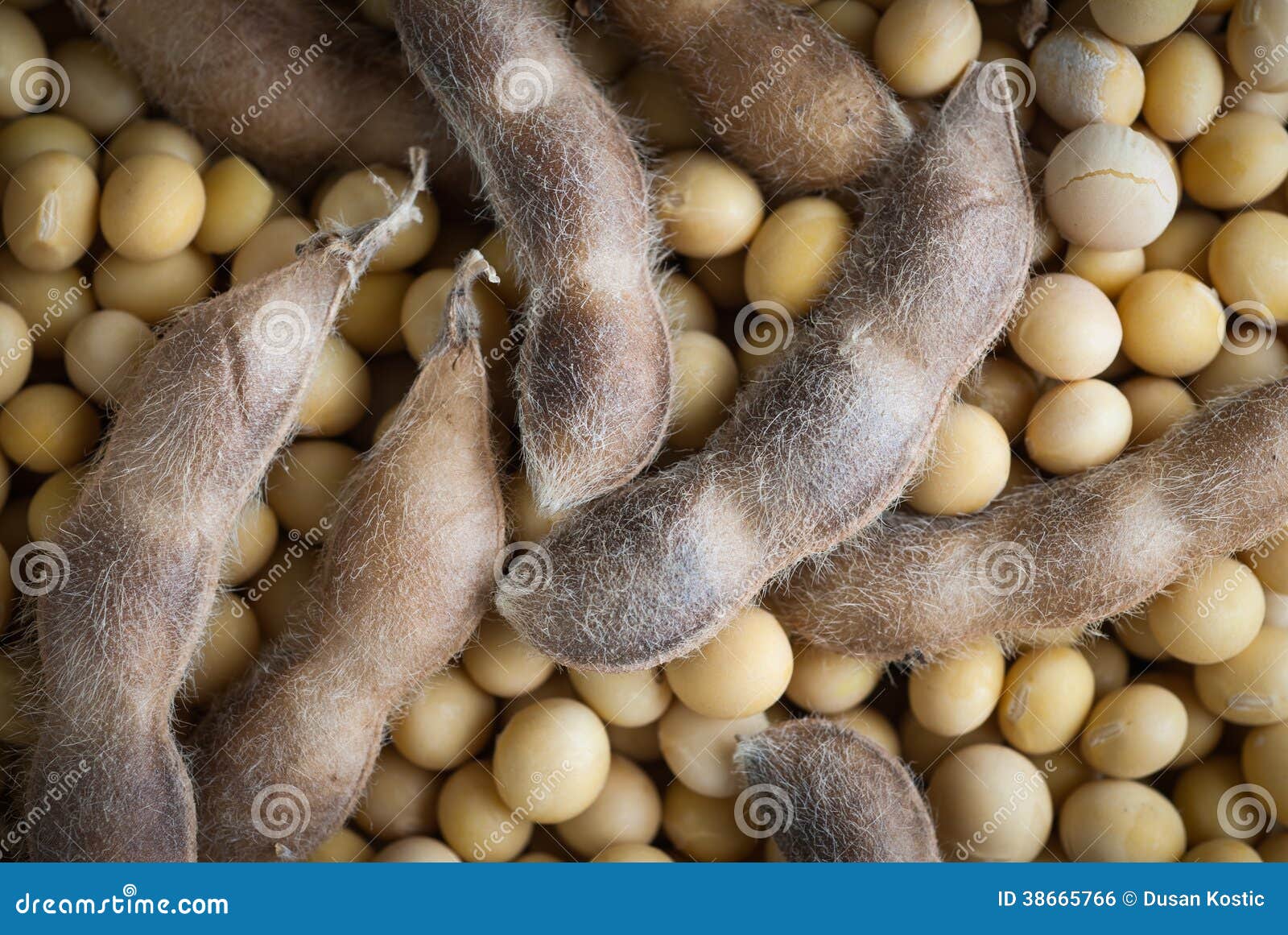 Soybean pod stock photo. Image of macro, fiber, autumn - 38665766