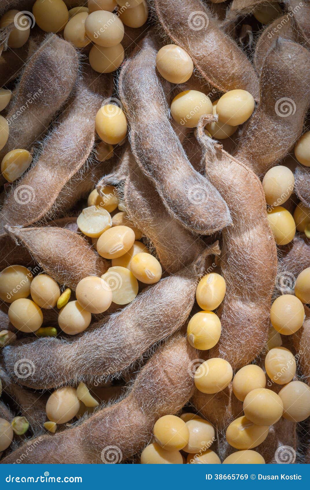 Soybean pod stock image. Image of bean, seed, grain, autumn - 38665769