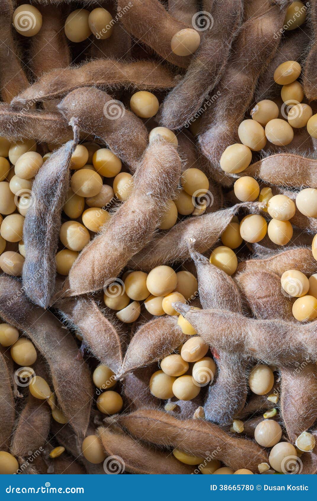 Soybean pod stock photo. Image of gold, farming, food - 38665780