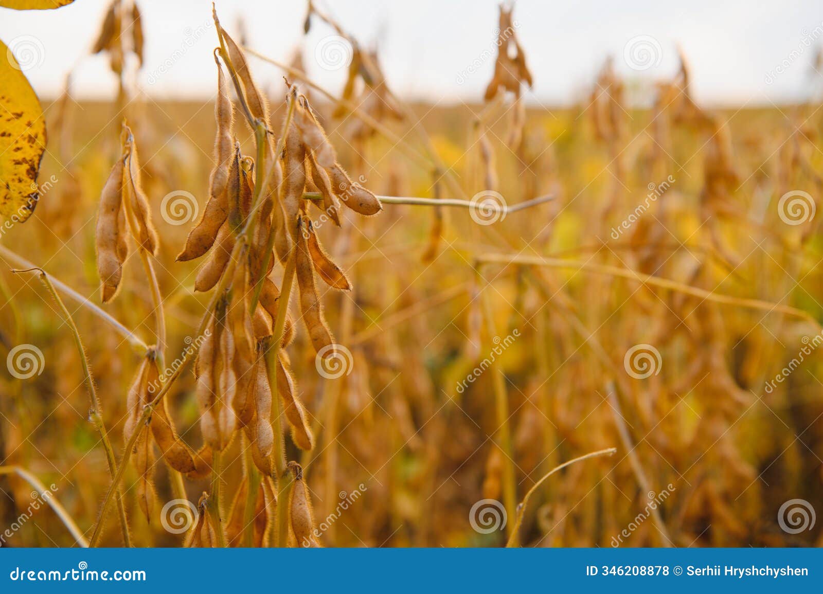 Soybean Pods with Leaf and Stem, Crop Planting at Field Stock Photo ...