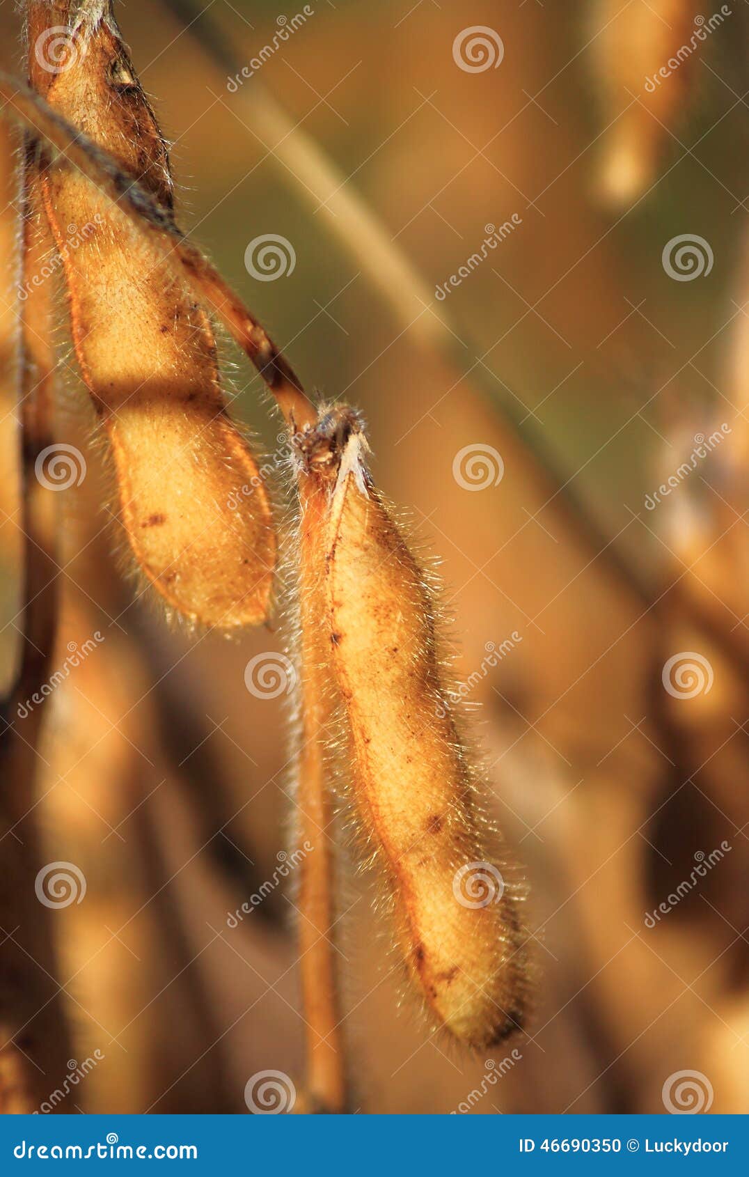 Soybean Pods On The Sunny Field. Soy Plantation Royalty-Free Stock ...