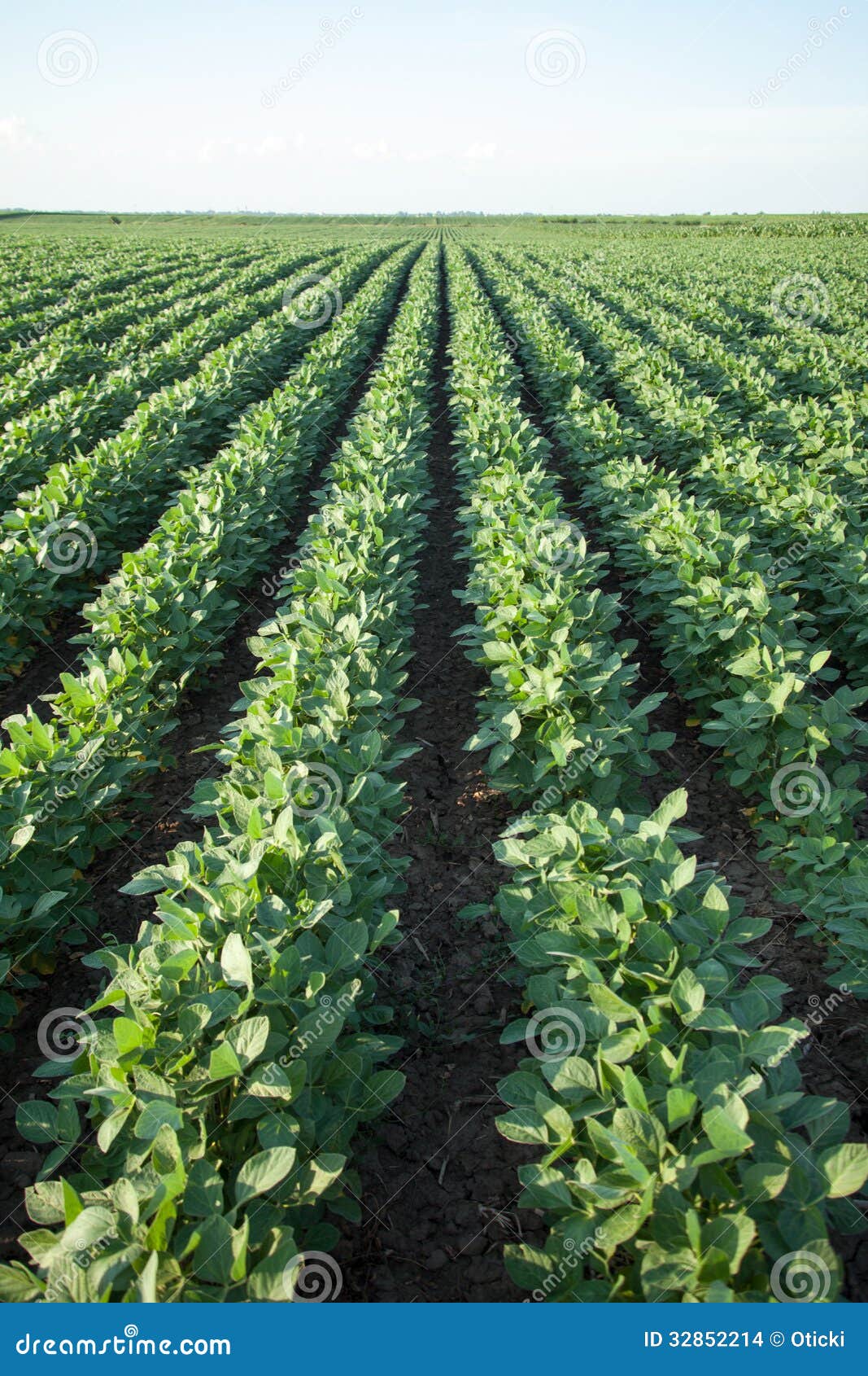 Soybean Rows on Field stock photo. Image of farm, crop - 32852214