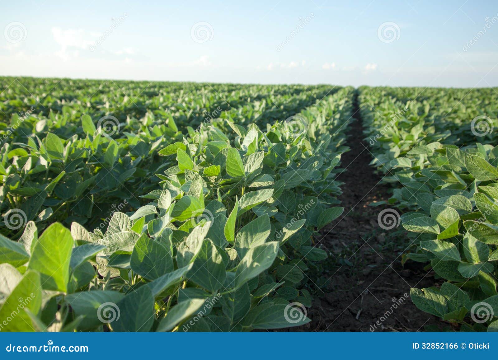 Soybean Rows stock photo. Image of blue, ripening, balance - 32852166