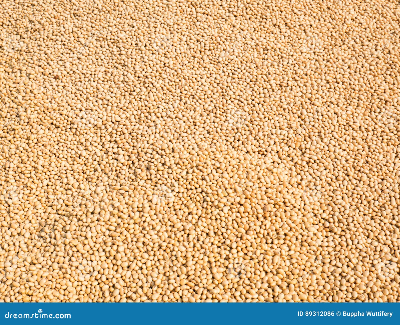 Soybean seed background stock photo. Image of seed, vegetable - 89312086