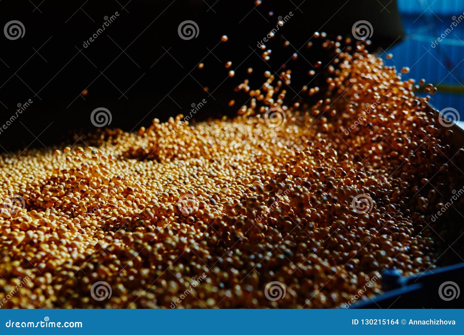 Soy Bean Seed before Crack. Shallow Dof. Stock Photo - Image of healthy ...