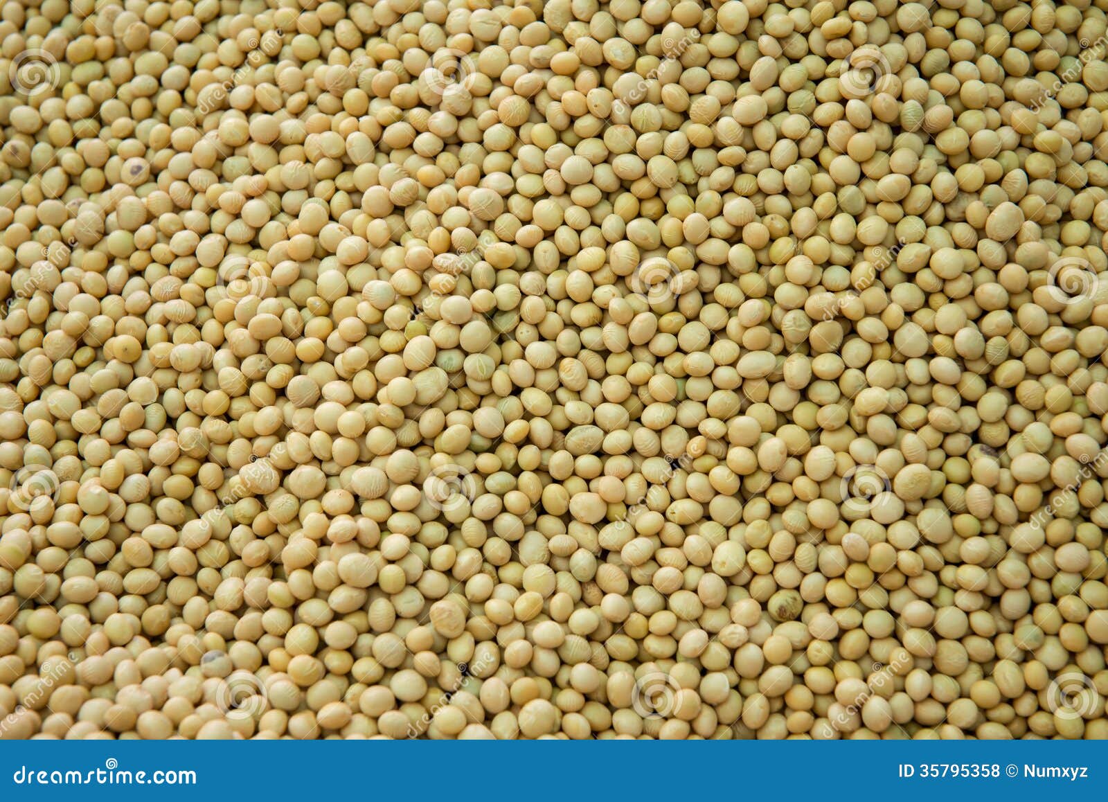 Soybean Seed is Ready To Expand into the Federation or the Production ...