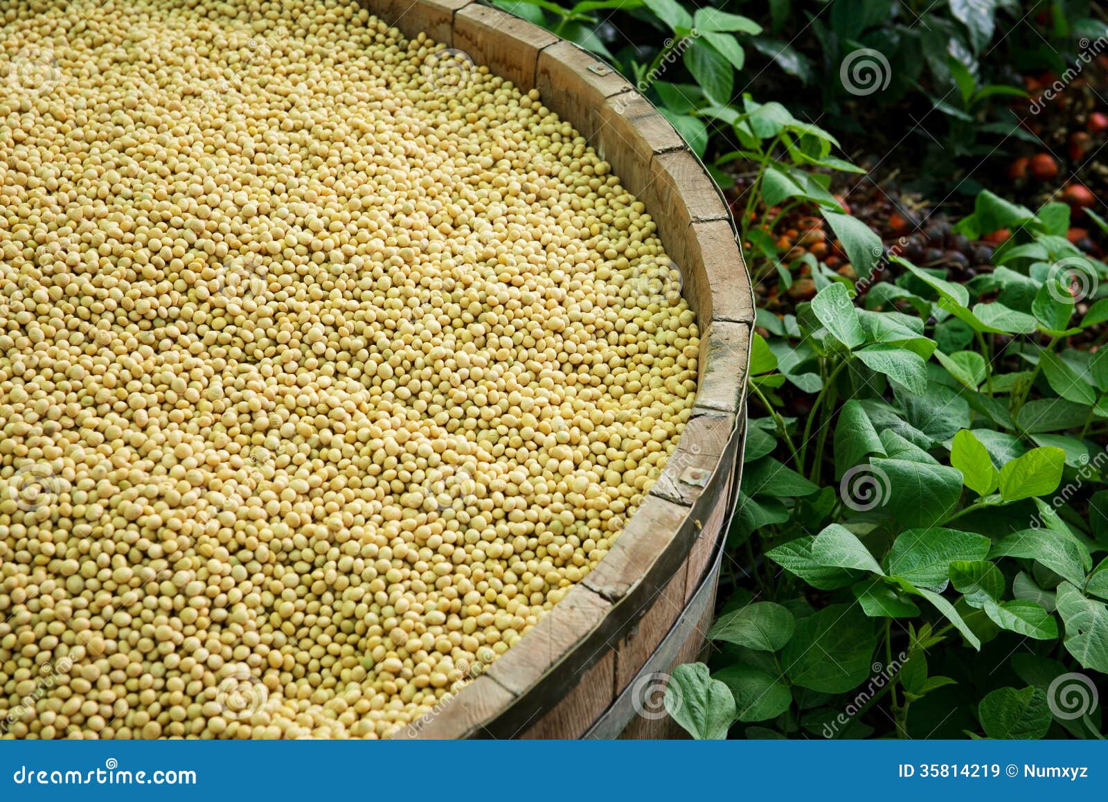 Soybean seed stock image. Image of ingredient, diet, nutrition - 35814219